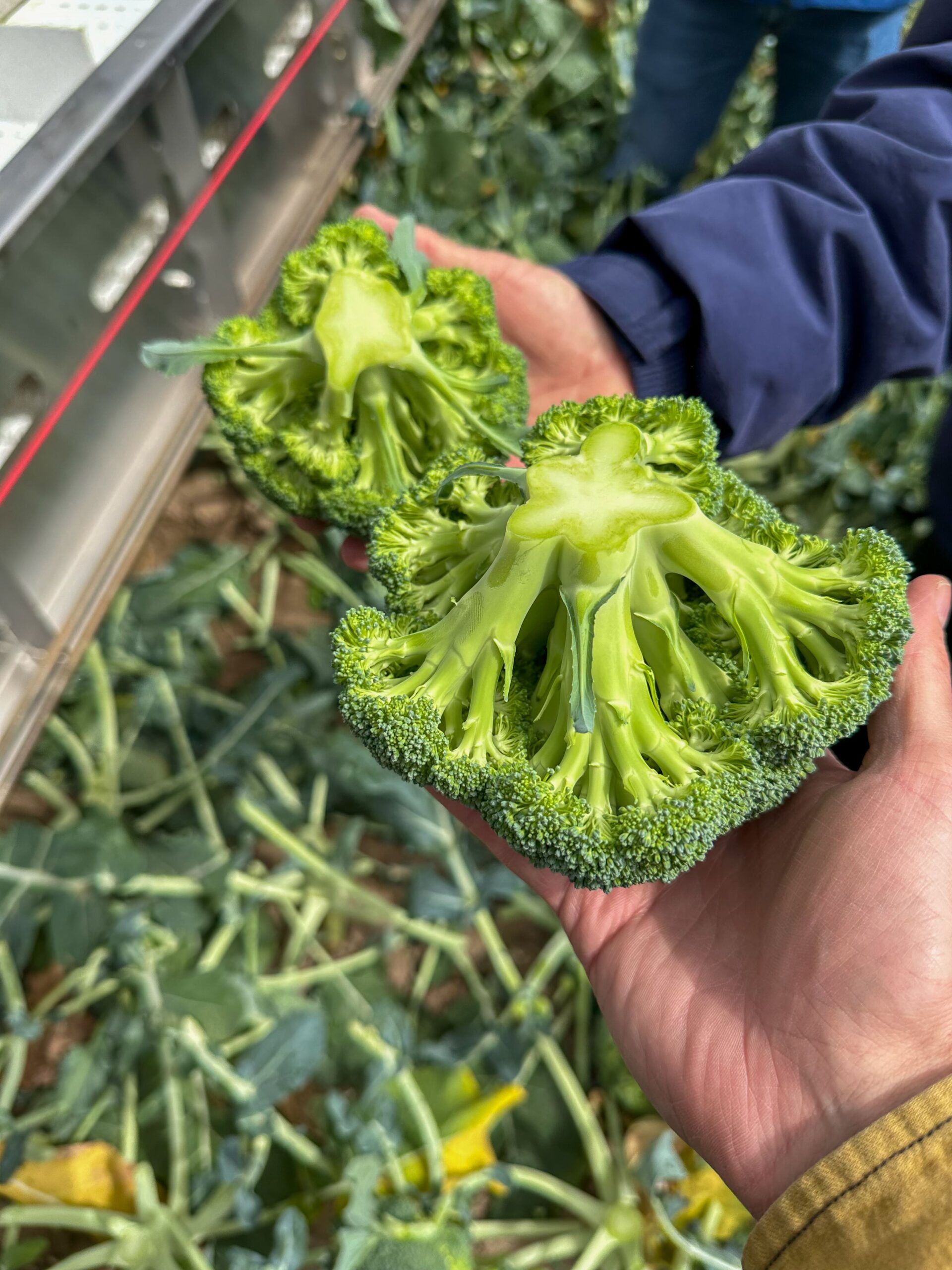 Our solution – Sami Agtech